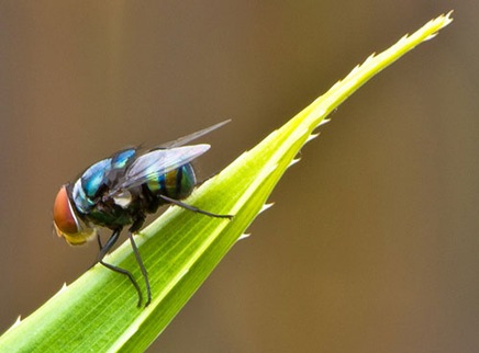 Las 50 mejores fotos de insectos (alta calidad) - Nestavista